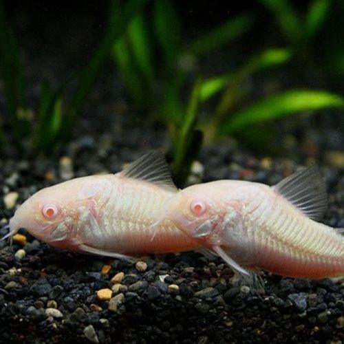 corydoras uk