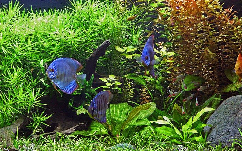 4 Ways to Create a Calm Aquarium – AllPondSolutions