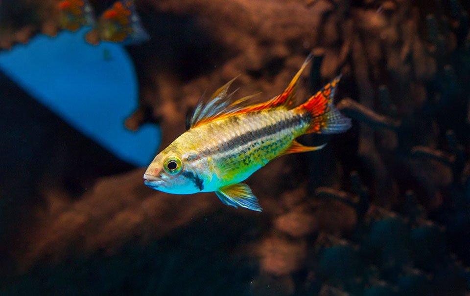 Beginners guide : Rift Lake Cichlids – AllPondSolutions