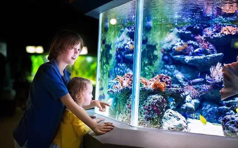 Choosing a pet; Dog, Cat or Fish – AllPondSolutions