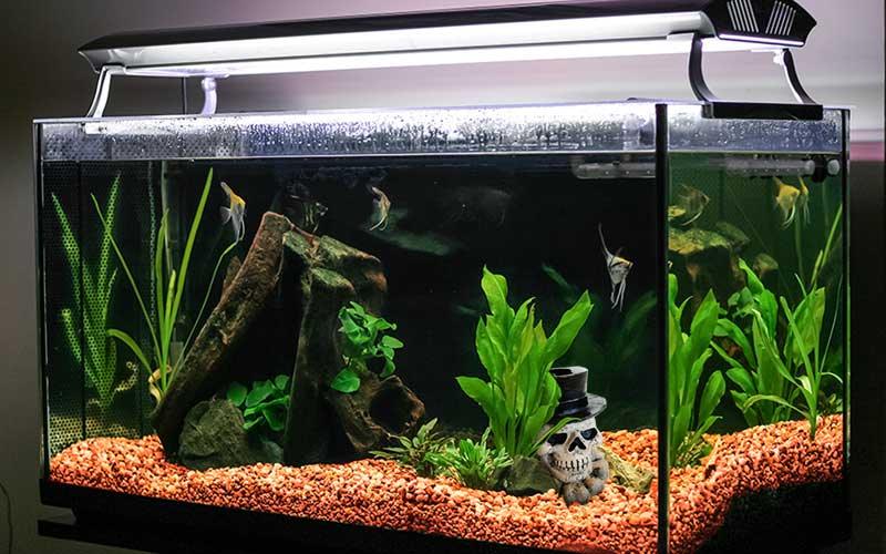 Give Your Fish Tank A Halloween Makeover – AllPondSolutions