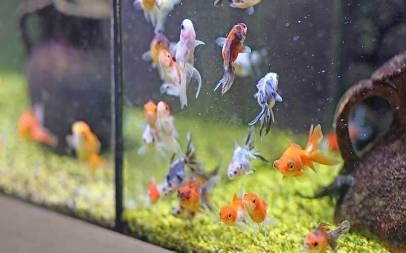 How do you know if you're overfeeding your fish? – AllPondSolutions