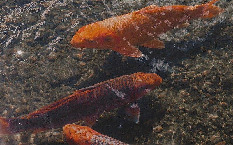 How to Oxygenate a Pond Without a Pump – AllPondSolutions