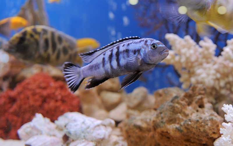 Tips on Keeping Your Aquarium Cool in the Summer – AllPondSolutions