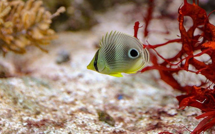 Fishkeeping Advice – AllPondSolutions