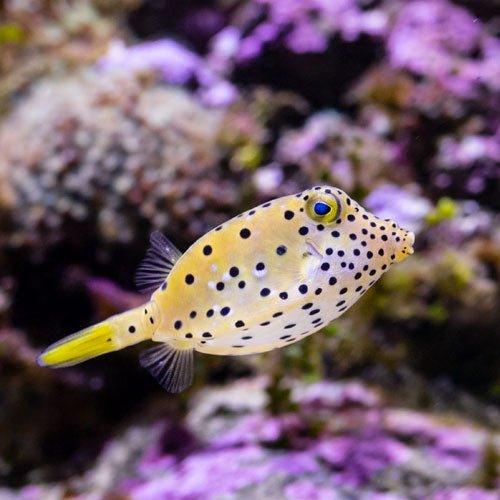 Marine Boxfish For Sale Online – AllPondSolutions