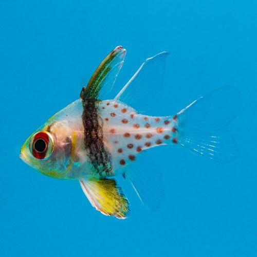 Marine Cardinal Fish Online – AllPondSolutions