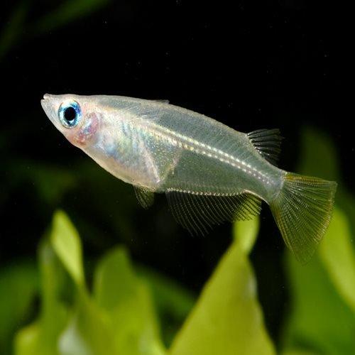 Buy Javanese Ricefish Online - Allpondsolutions – AllPondSolutions
