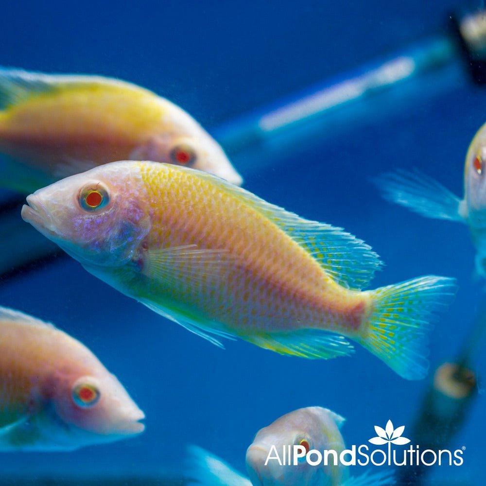 Red Peacock Cichlids Jacobfreibergi Peacock Cichlid