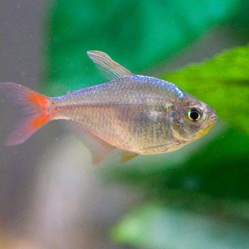 Columbian Tetra Colombian Tetra Fluval USA