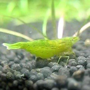 Dwarf Green Shrimp for Sale Online - Allpondsolutions – AllPondSolutions