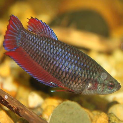 Female Siamese Fighting Fish - Allpondsolutions – AllPondSolutions