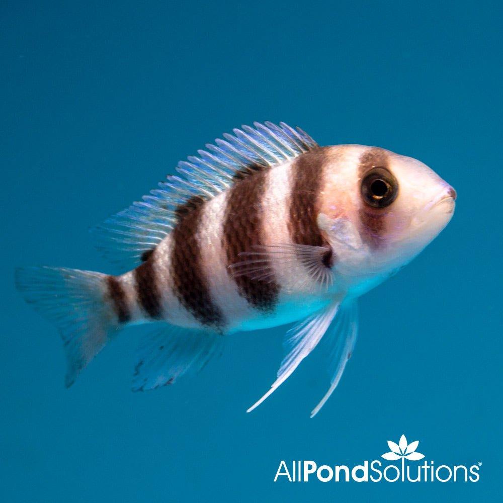 Frontosa Cichlid Tank Mates Frontosa Cichlids: The Complete Guide To