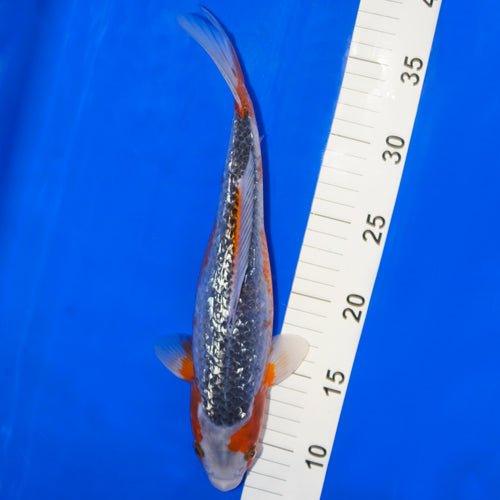 10-12‚Äù Hand Selected Koi Opt. 11 - Allpondsolutions – AllPondSolutions