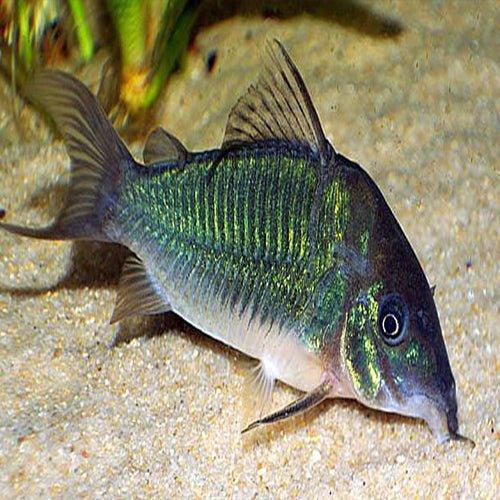 Buy Green Corydora Catfish - Allpondsolutions – AllPondSolutions