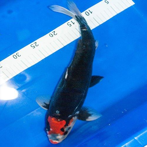 Koi Carp 14-16‚Äù Hand Selected #30 - Allpondsolutions – AllPondSolutions