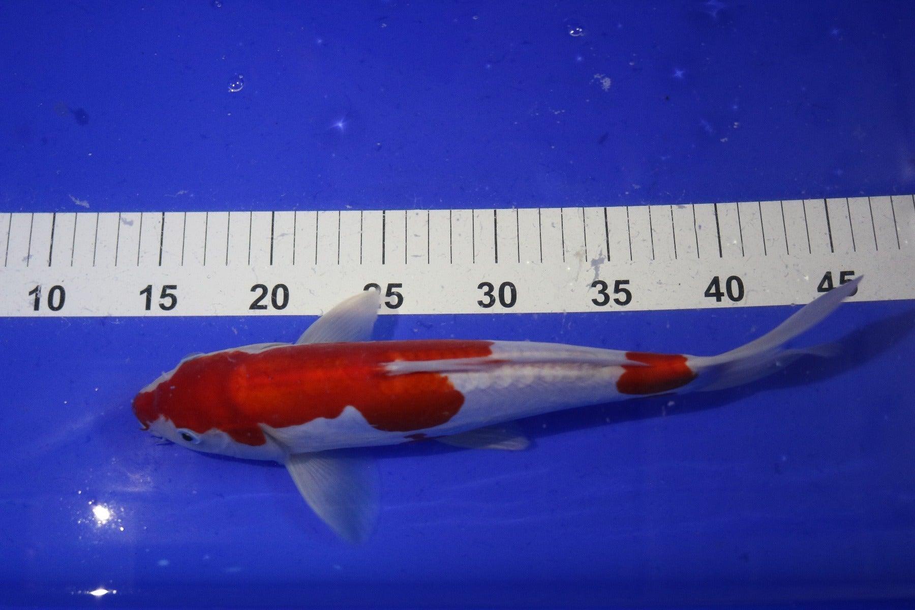 7-8‚Äù Hand Selected Koi Option 18 - Allpondsolutions – AllPondSolutions