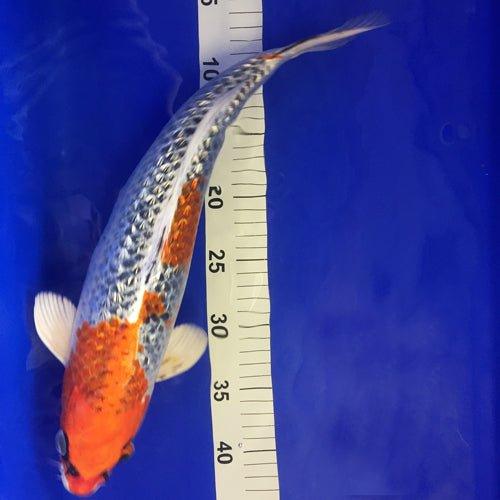 Koi Carp 14-16‚Äù Hand Selected # 25 - Allpondsolutions – AllPondSolutions
