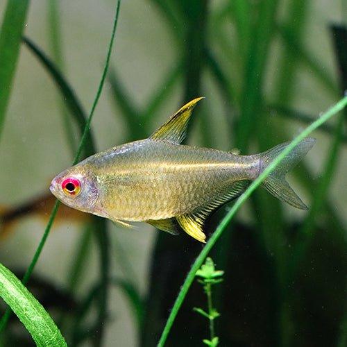 Lemon Tetra Hyphessobrycon Pulchripinnis Fish Species Freshwater
