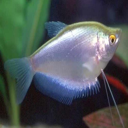 Moonlight Gourami - Fish - Allpondsolutions – AllPondSolutions