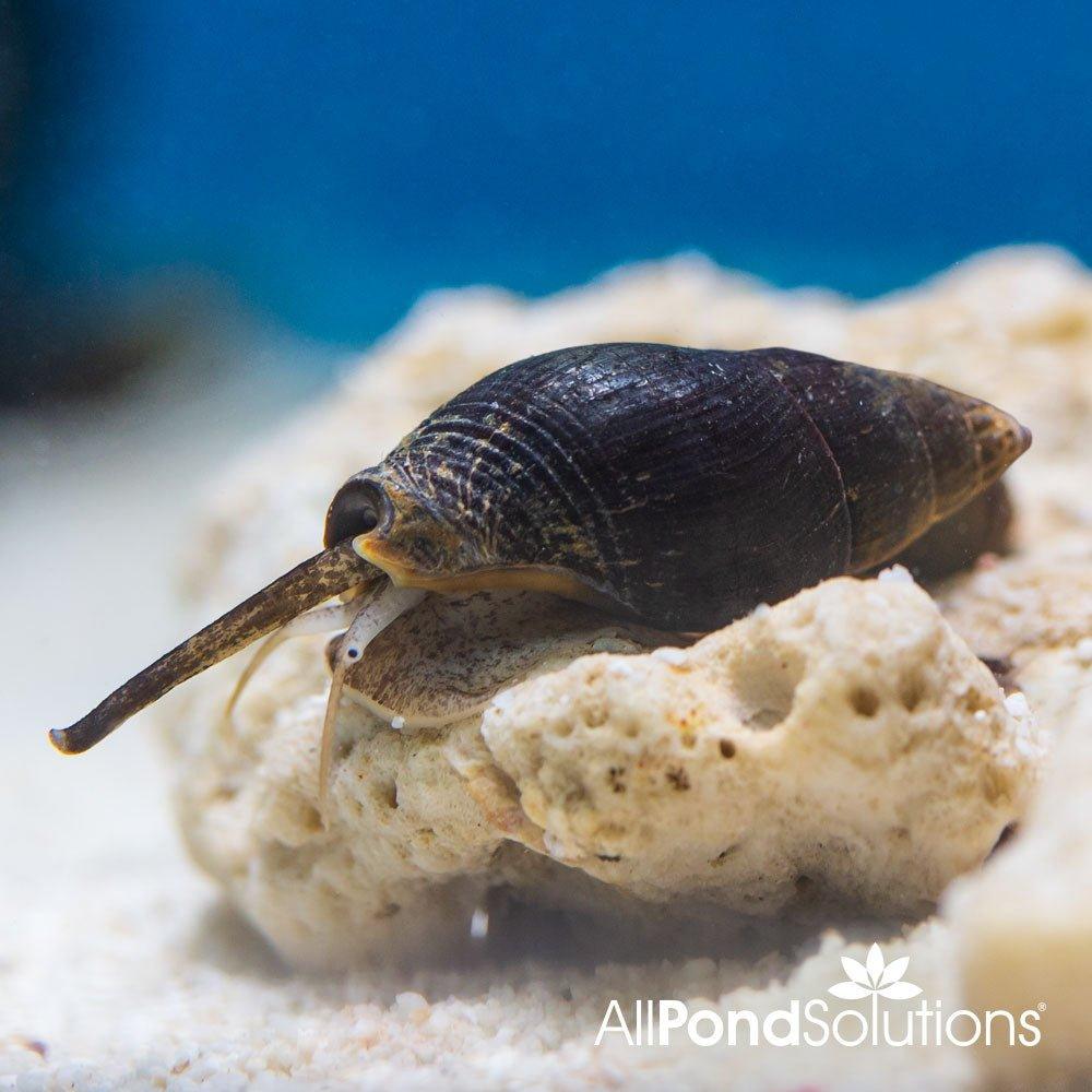 Nassa Sand Snails for Sale - AllPondSolutions
