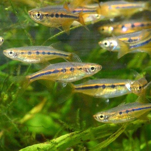 Orange Chela Fish For Sale Online - Allpondsolutions – AllPondSolutions