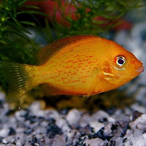 Buy Orange Chromide Cichlids Online - Allpondsolutions – AllPondSolutions
