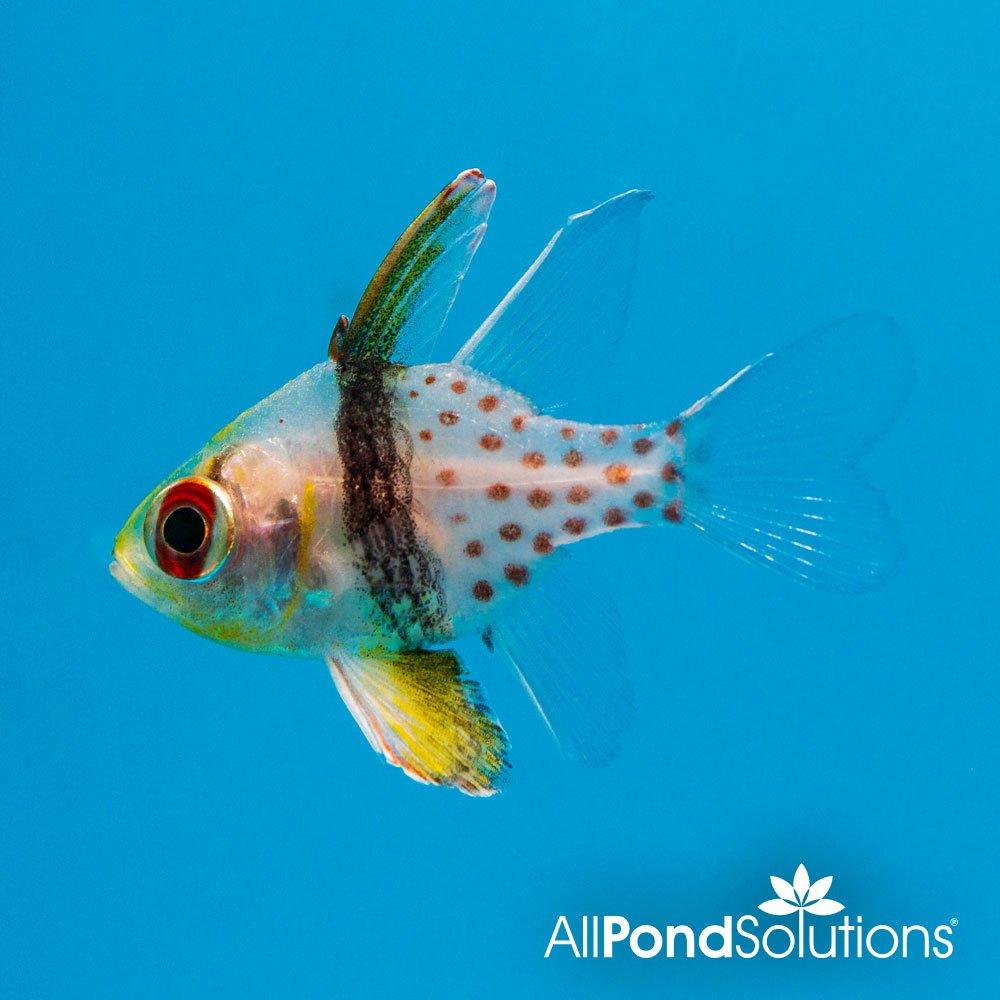 Cardinalfish De Pijama Sphaeramia Nematoptera Pajama Cardinalfish