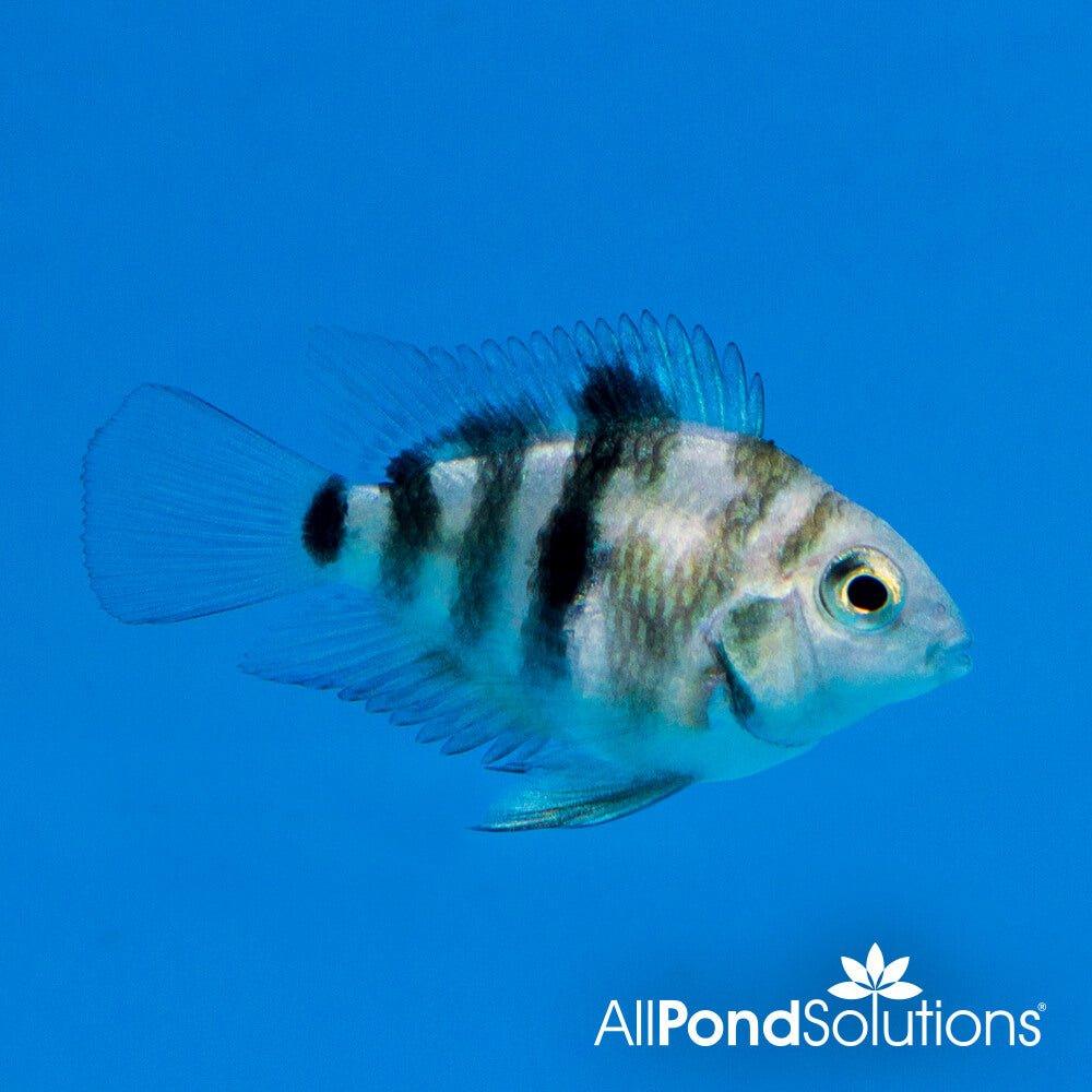 Parrot Cichlid Tiger Dwarf - Amatitlania Nigrofasciata SP ...