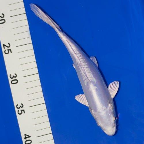 7-8‚Äù Hand Selected Koi Option 23 - Allpondsolutions – AllPondSolutions