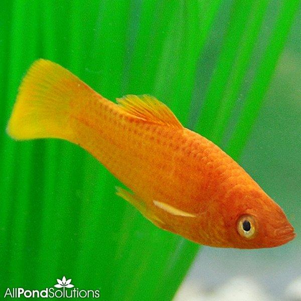 Pregnant Red Molly Fish