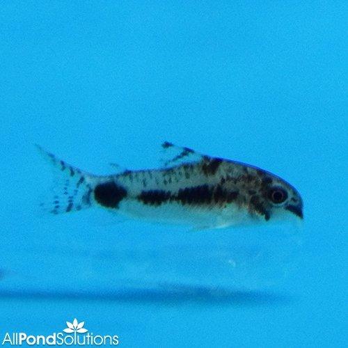 Buy Catfish Fish Online – AllPondSolutions