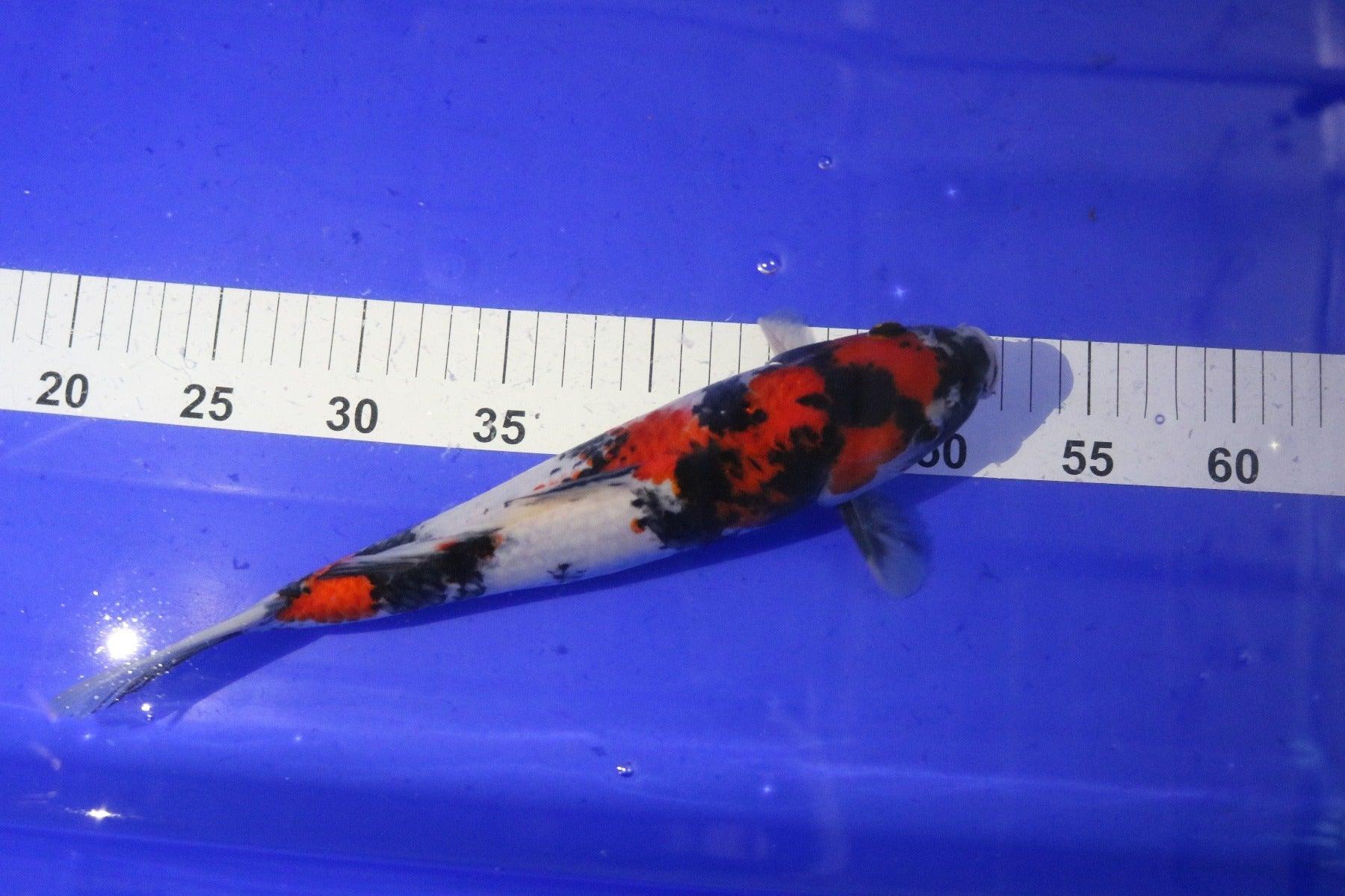 10-12‚Äù Hand Selected Koi Carp Opt. 2 - Allpondsolutions ...