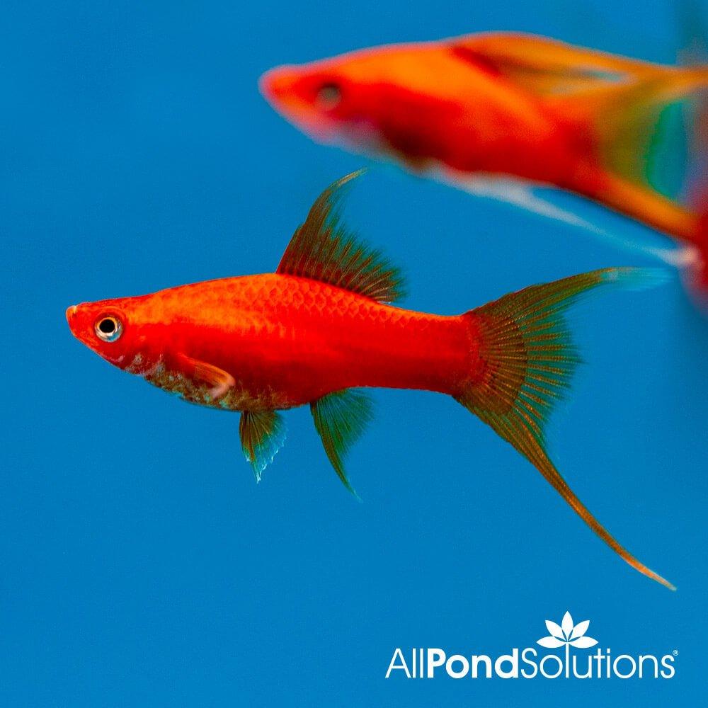 Simpsons' Lyretail Red Sword - Xiphophorus Helleri – AllPondSolutions