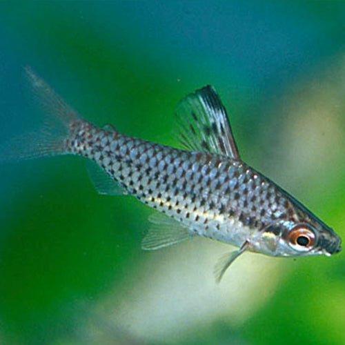 Buy Spotted Headstander Fish Online - Allpondsolutions – AllPondSolutions