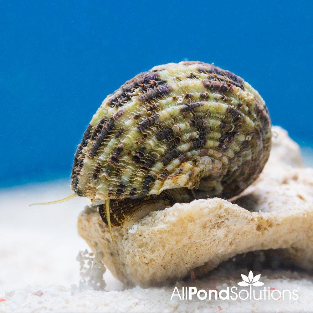 Super Turbo Algae Snail for Sale - AllPondSolutions